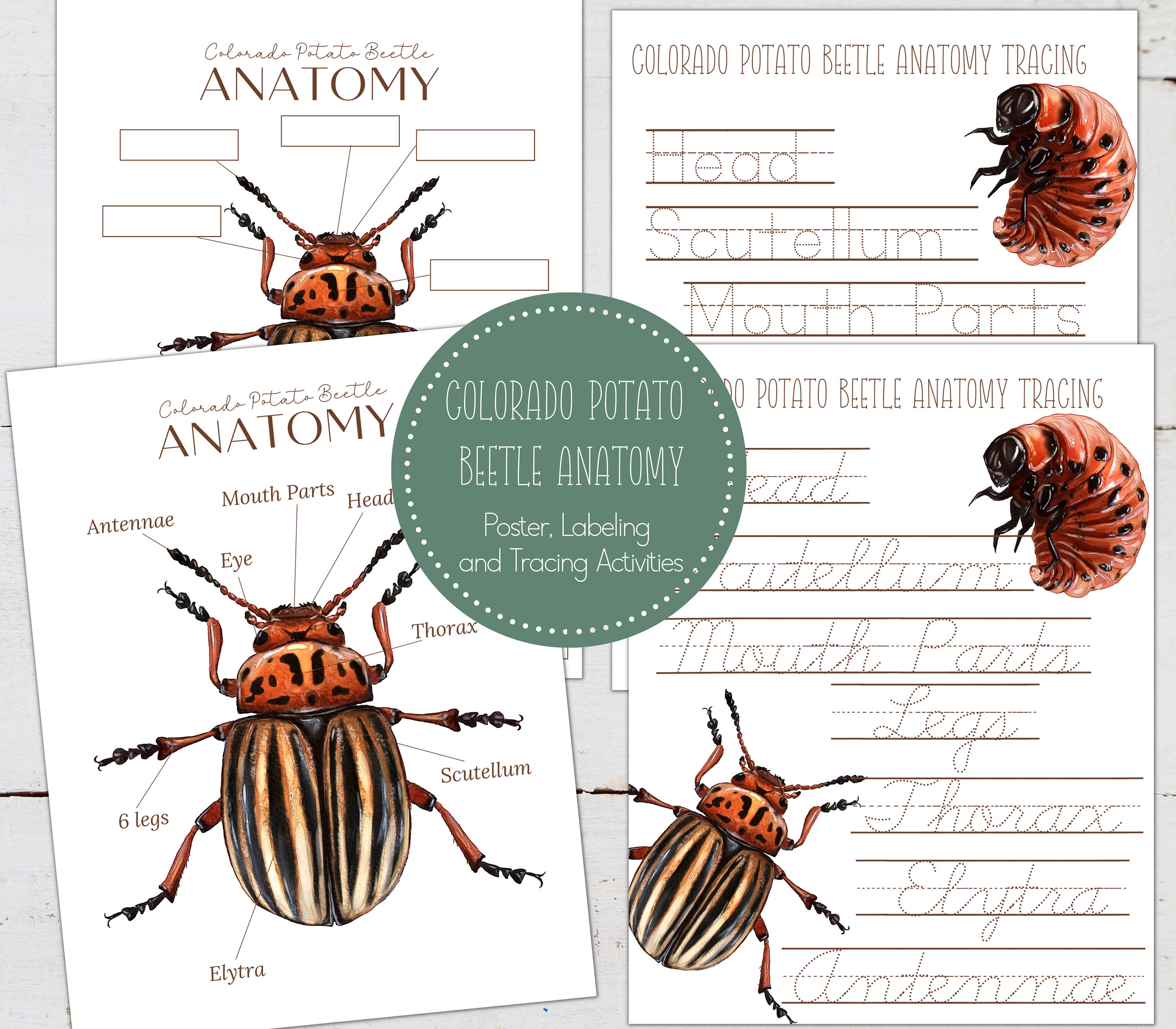 COLORADO POTATO BEETLE Anatomy, Poster + Labeling and Tracing ...