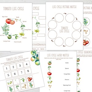 TOMATO Unit Study, Life Cycle, Anatomy, Nature Study, Science ...