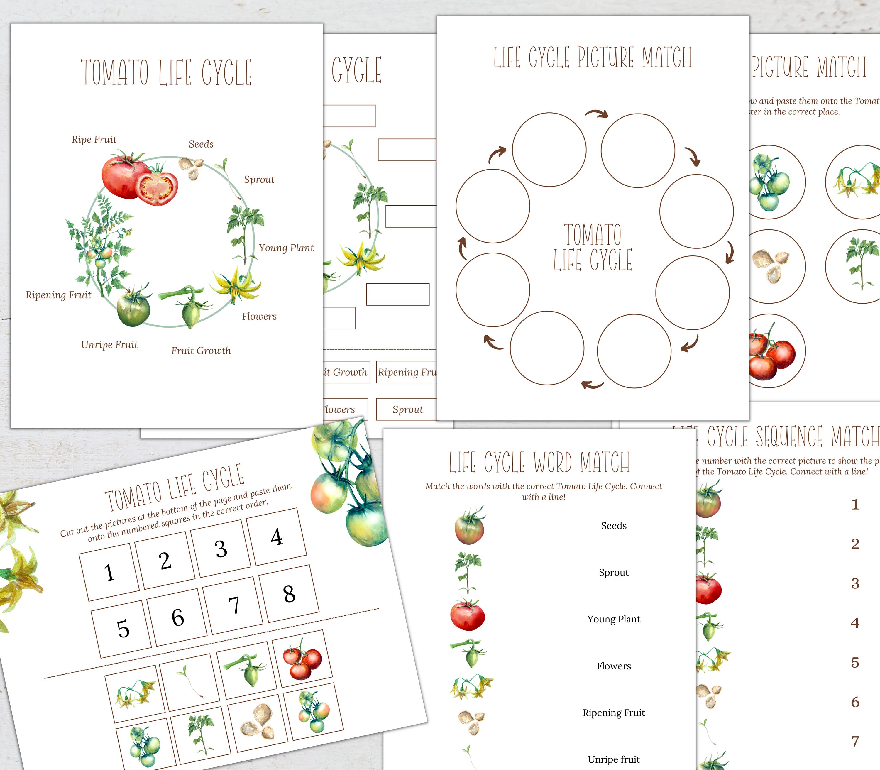 TOMATO Unit Study, Life Cycle, Anatomy, Nature Study, Science ...