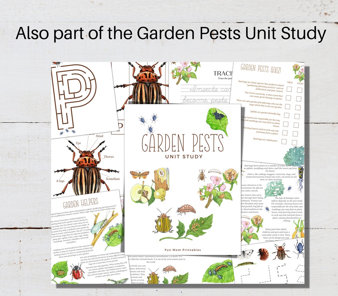 COLORADO POTATO BEETLE Anatomy, Poster + Labeling and Tracing ...