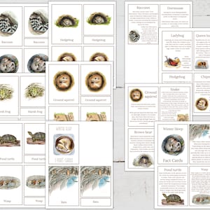 WINTER SLEEP Unit Study, Hibernation, Nature Study, Science ...