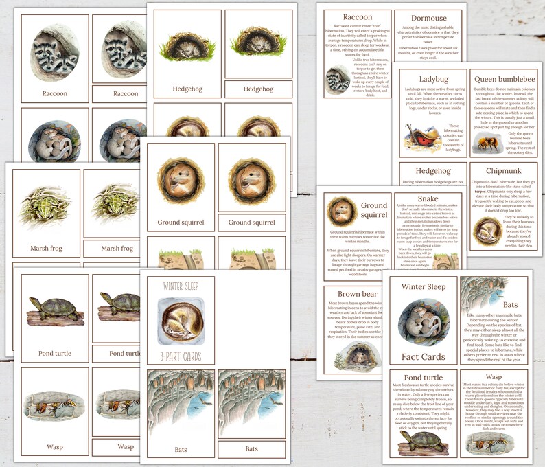 WINTER SLEEP Unit Study, Hibernation, Nature Study, Science ...