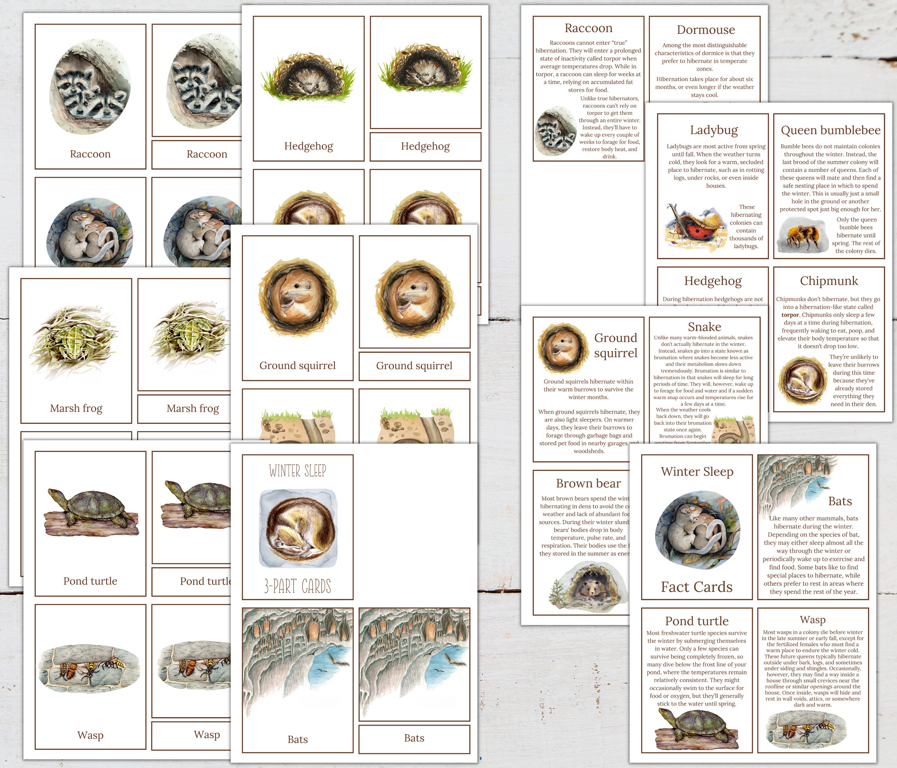 WINTER SLEEP Unit Study, Hibernation, Nature Study, Science ...