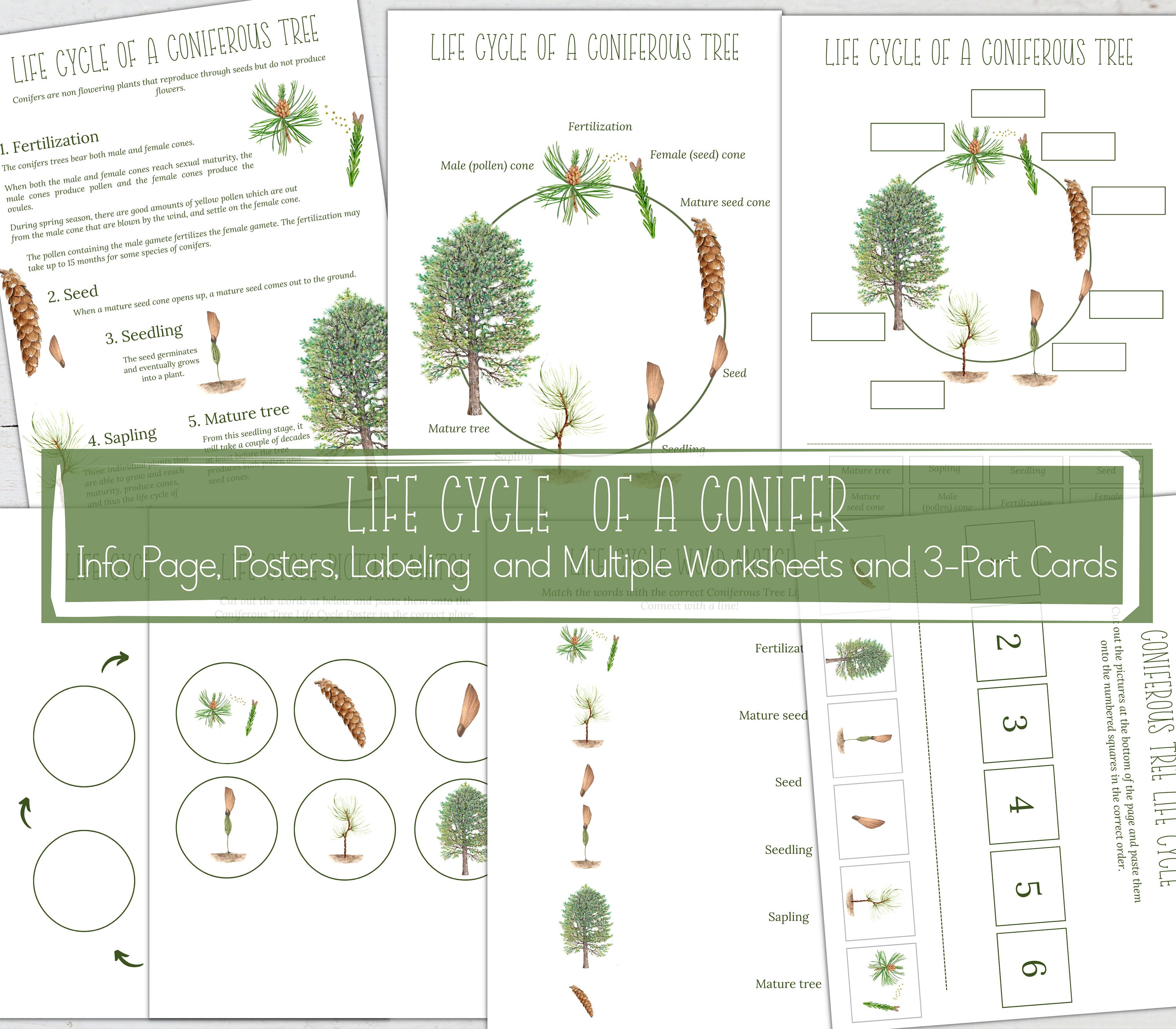 Trees Unit Study Bundle: Deciduous, Coniferous, Oak (instant Download ...