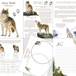 GREY WOLF Unit Study, Life Cycle, Anatomy, Nature Study, Science ...