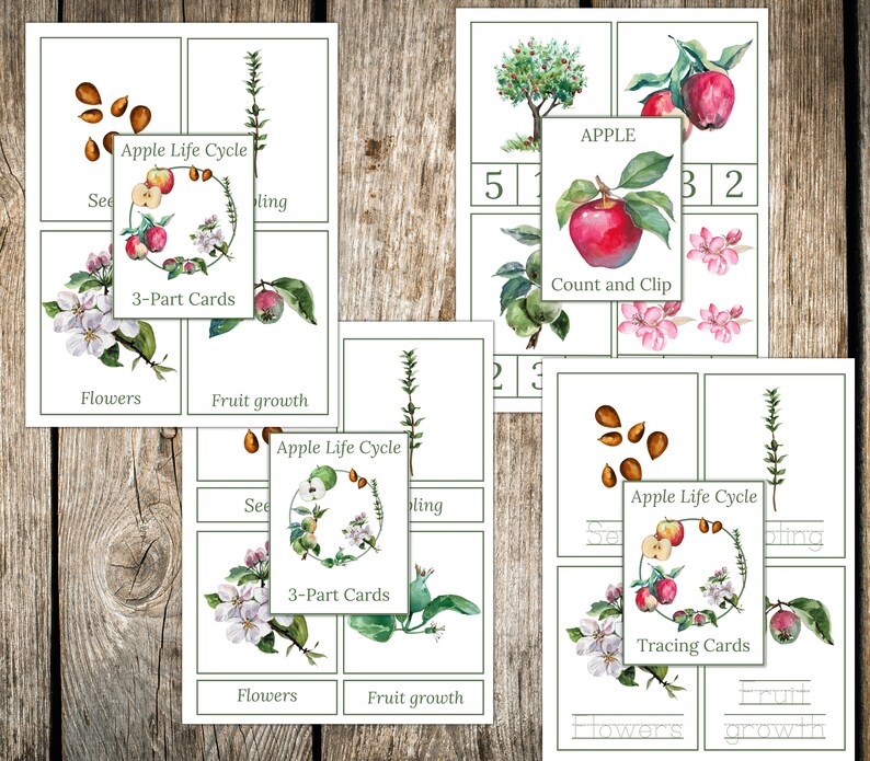 APPLE Unit Study Life Cycle Anatomy Nature Study Science - Etsy