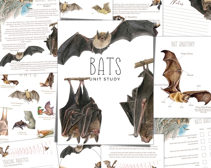 BAT Unit Study, Life Cycle, Anatomy, Nature Study, Science, Homeschool ...