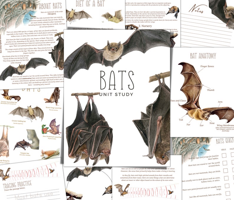 Bats Unit Study: Life Cycle, Anatomy, Homeschool Printable (instant ...