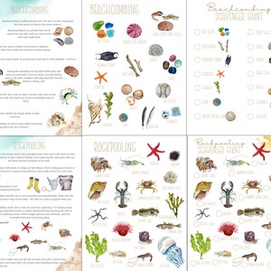 BEACH Unit Study, Anatomy, Nature Study, Science, Handwriting ...