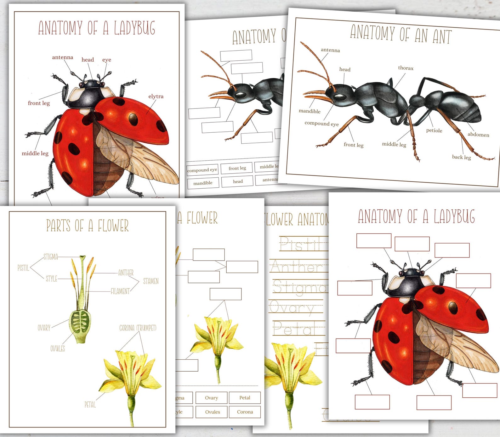 POLLINATORS Unit Study, Nature Study, Science, Handwriting, Homeschool ...