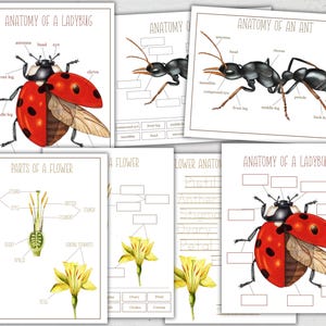 POLLINATORS Unit Study, Nature Study, Science, Handwriting, Homeschool ...