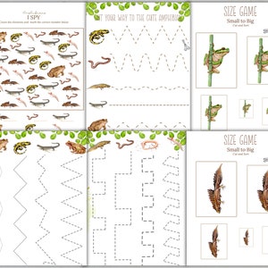 Amphibians Unit Study: Life Cycle, Anatomy, Homeschool Printable ...