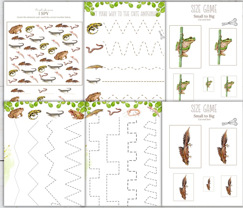 Amphibians Unit Study: Life Cycle, Anatomy, Homeschool Printable ...