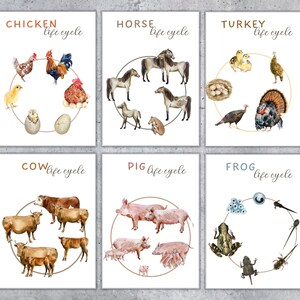 Life Cycle Printable 5x7" Flashcards. Montessori, Instant Download - Etsy