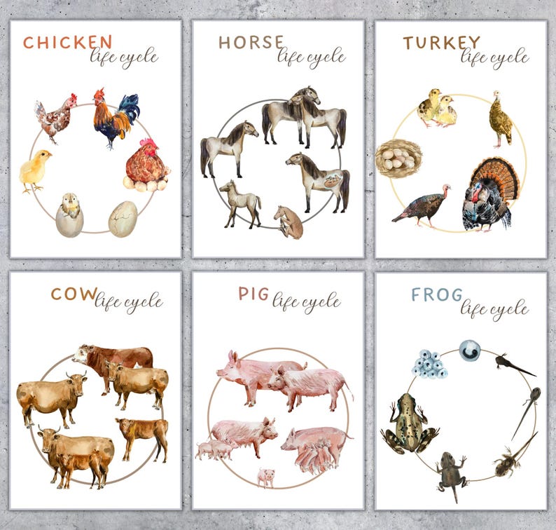 Life Cycle Printable 5x7" Flashcards. Montessori, Instant Download - Etsy