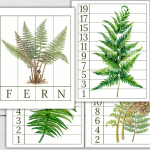 FERNS Unit Study, Life Cycle, Anatomy, Nature Study, Science ...