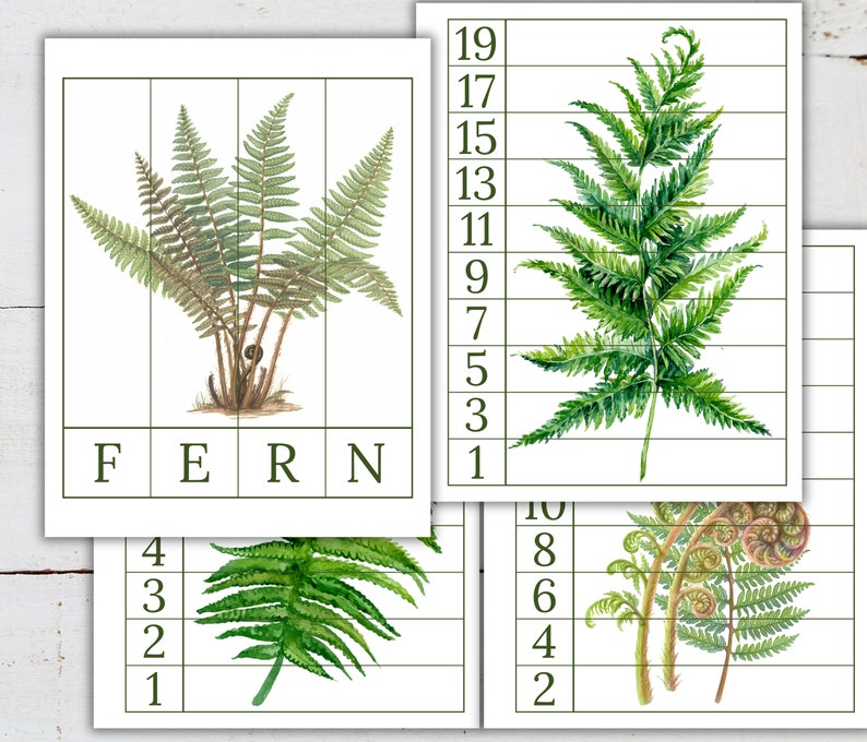 Ferns Unit Study: Life Cycle, Anatomy, Family Style Activities ...