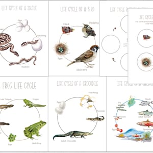 EGG Unit Study, Oviparous Animals, Life Cycle, Anatomy, Nature Study ...