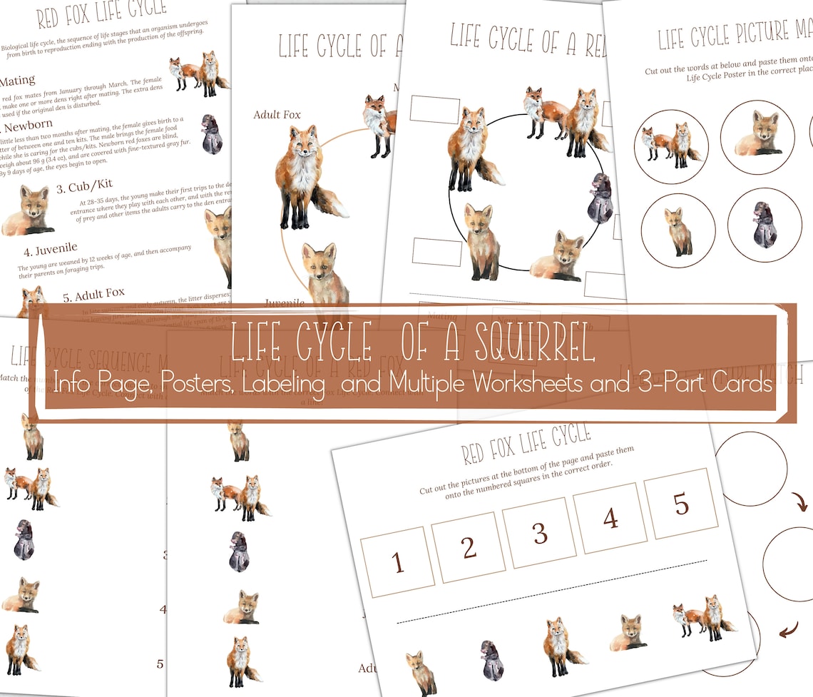 Red Fox Unit Study: Life Cycle, Anatomy, Homeschool Printable (instant ...