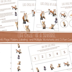 Red Fox Unit Study: Life Cycle, Anatomy, Homeschool Printable (instant ...