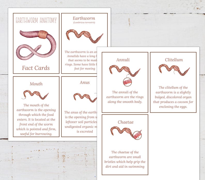 EARTHWORM Study Unit, Life Cycle, Anatomy, Nature Study, Science ...