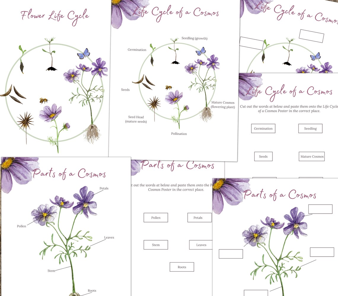 FLOWERS Mini Study Unit Life Cycle Anatomy Science - Etsy