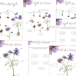 FLOWERS Mini Study Unit Life Cycle Anatomy Science - Etsy