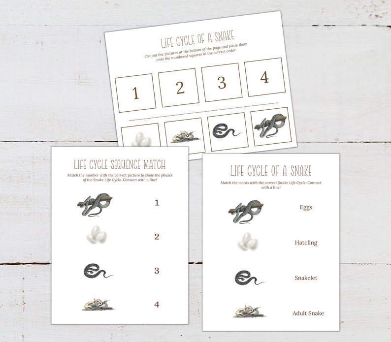 SNAKE Life Cycle Nature Study Homeschool Printable Instant - Etsy