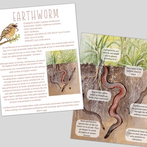 EARTHWORM Study Unit Life Cycle Anatomy Nature Study - Etsy