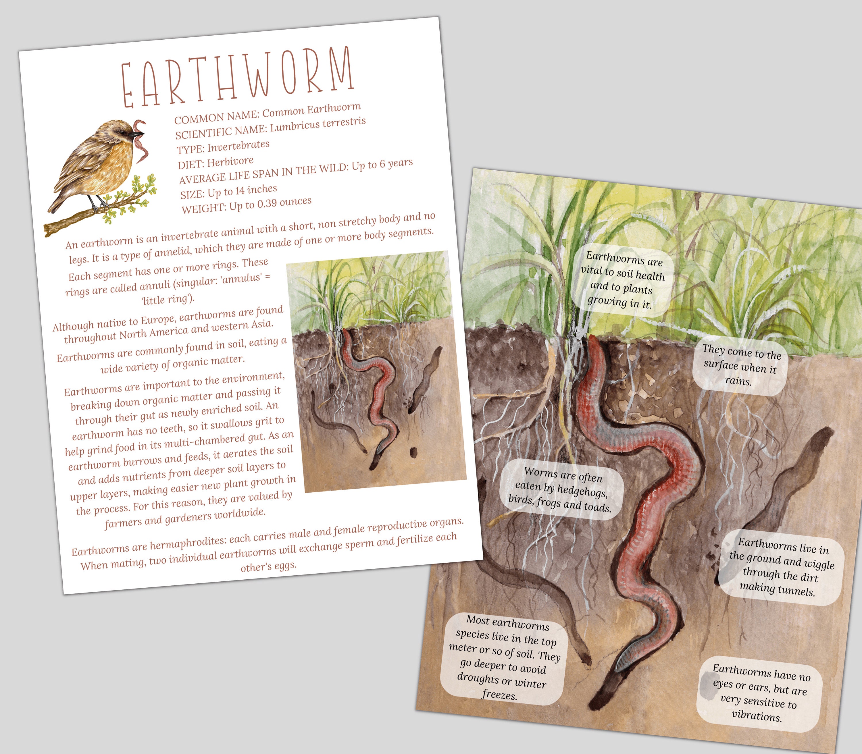 EARTHWORM Study Unit Life Cycle Anatomy Nature Study - Etsy Canada