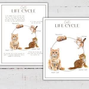 CAT/FELINE Life Cycle, Nature Study, Homeschool Printable, Instant ...