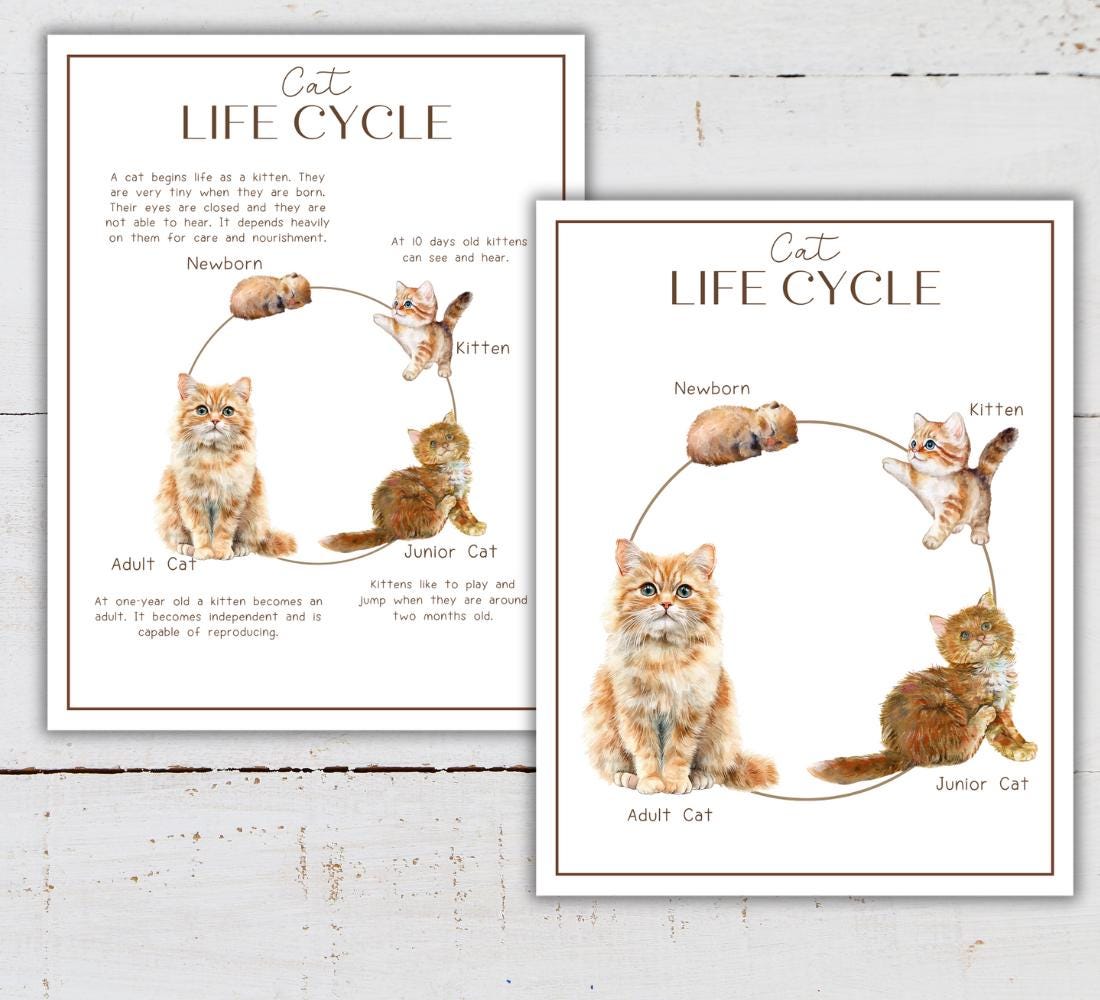 CAT/FELINE Life Cycle, Nature Study, Homeschool Printable, Instant ...