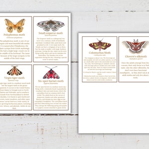 MOTH SPECIES Fact Cards, 3 Part Cards and Mini Poster, Nature, Digital ...
