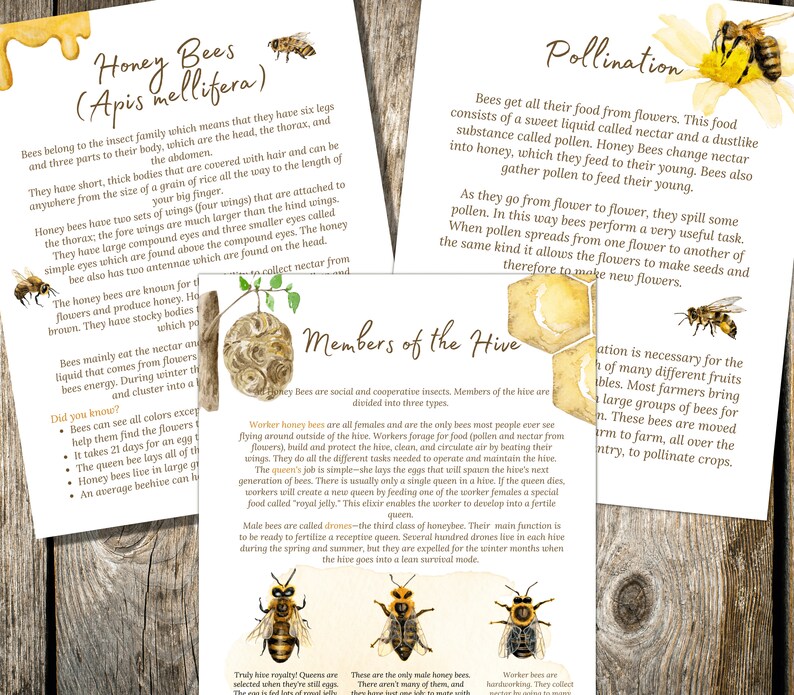 Honey Bees and Beekeeping Study Unit Life Cycle Anatomy - Etsy