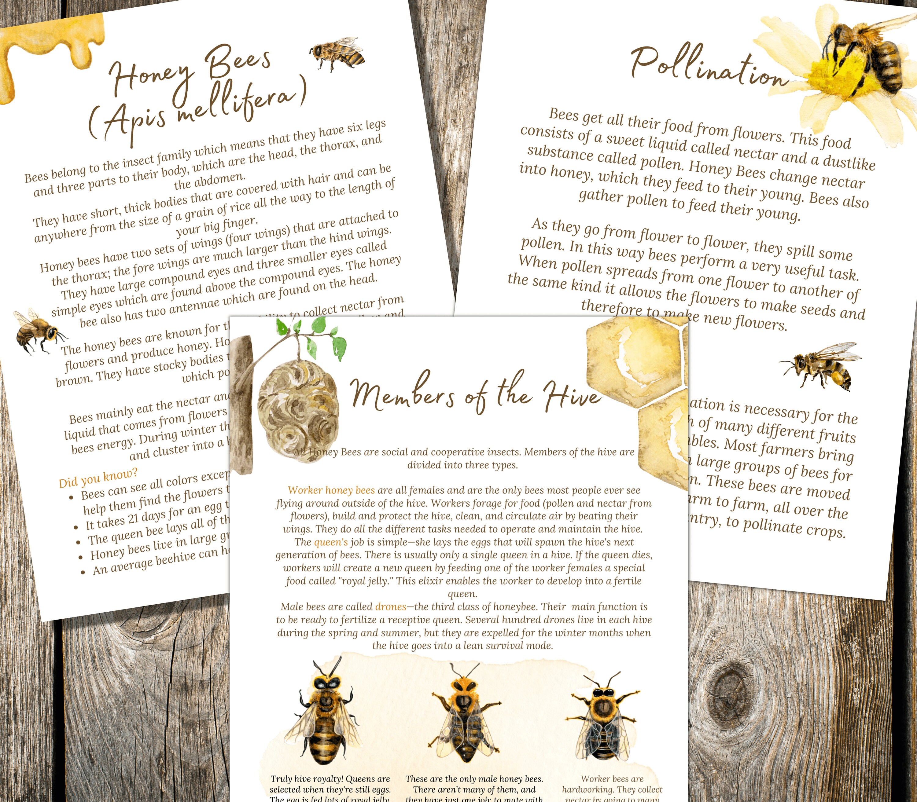 Honey Bees and Beekeeping Study Unit Life Cycle Anatomy - Etsy