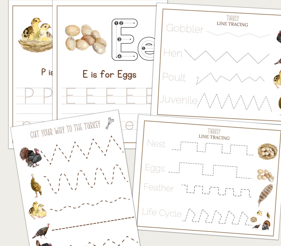TURKEY Unit Study Life Cycle Anatomy Montessori 3 Part - Etsy
