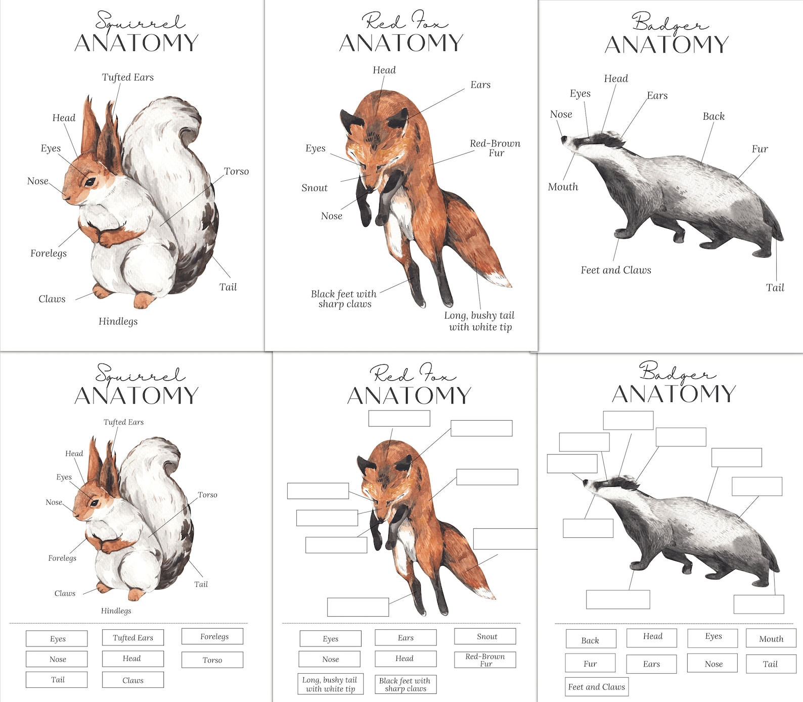 WINTER FOREST ANIMALS Unit Study Anatomy Nature Study - Etsy