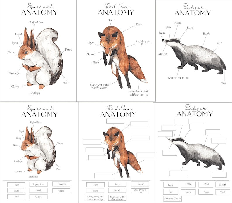 Winter Forest Animals Unit Study: Homeschool Printable (instant ...