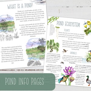 POND Unit Study, Animals and Plants Unit, Life Cycle, Anatomy, Nature ...