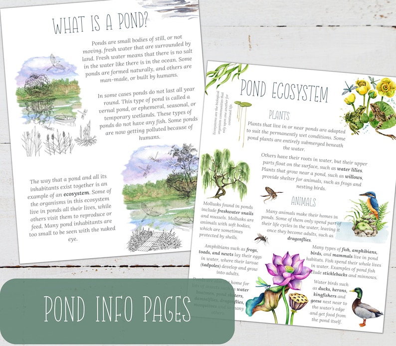 Pond Life Unit Study: Animals, Plants, Ecosystem (instant Download) - Etsy