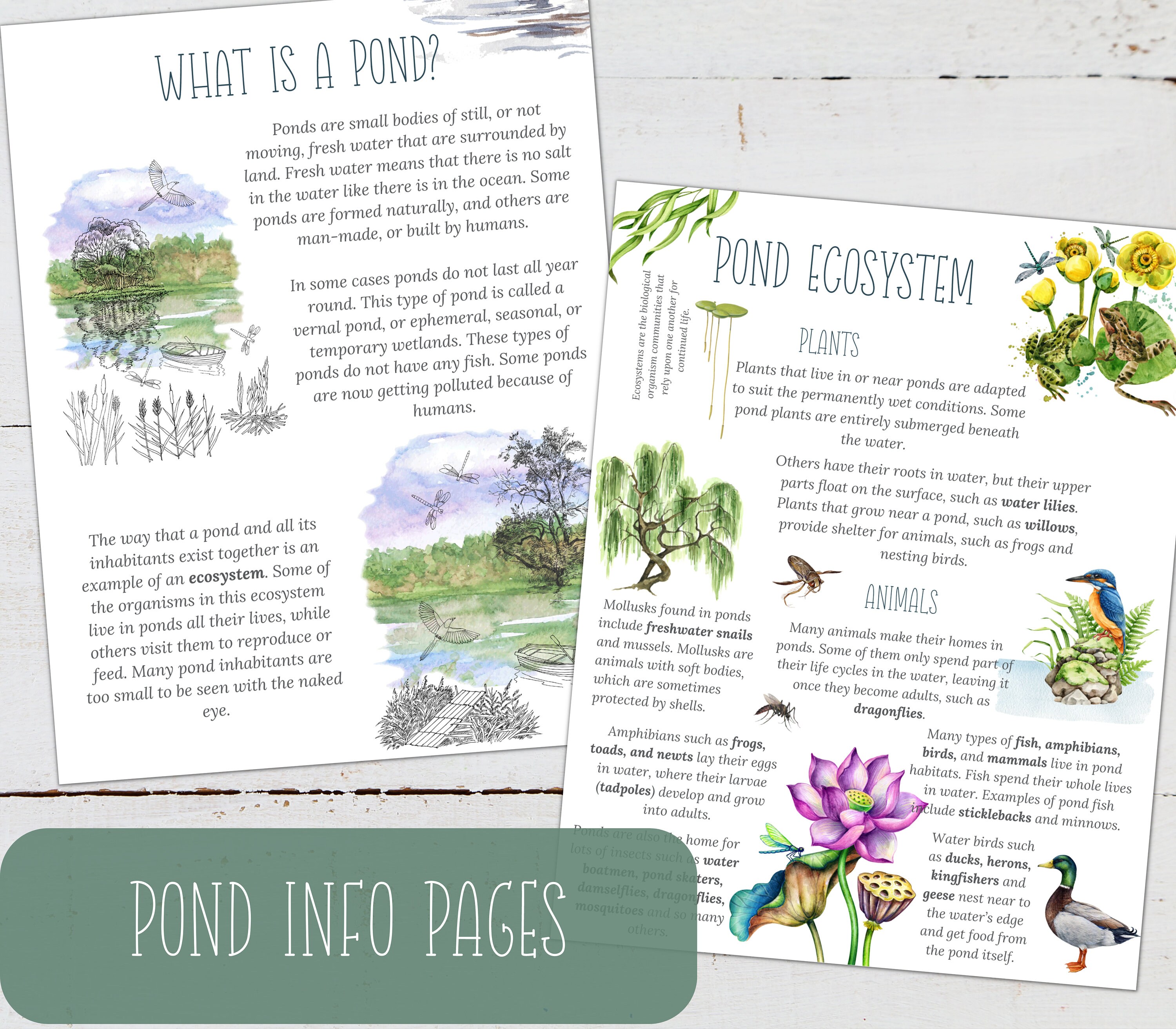 Pond Life Unit Study: Animals, Plants, Ecosystem (instant Download) - Etsy