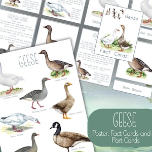 Goose Unit Study: Life Cycle, Anatomy, and Activities (homeschool ...