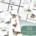 Goose Unit Study: Life Cycle, Anatomy, and Activities (homeschool ...