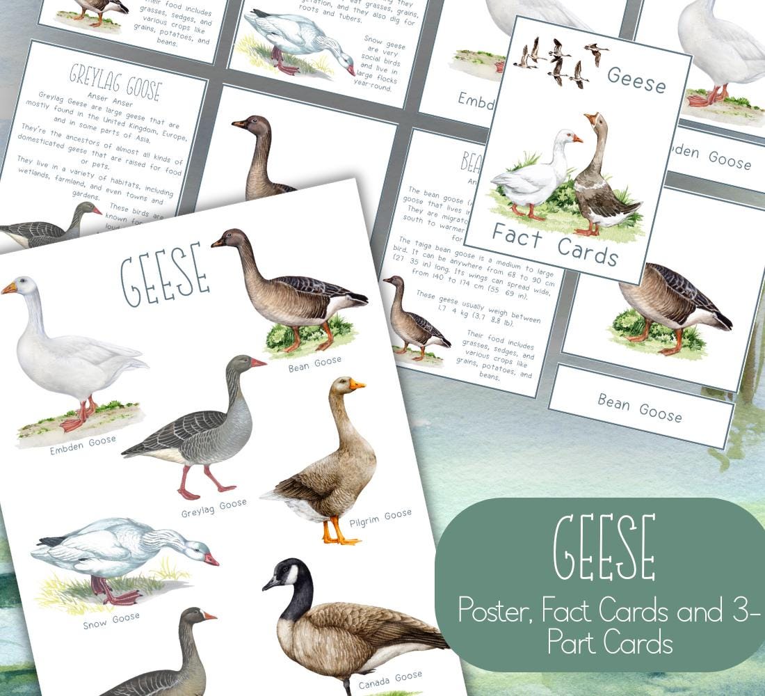 Goose Unit Study: Life Cycle, Anatomy, and Activities (homeschool ...