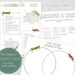 GRASSHOPPER Unit Study, Life Cycle, Anatomy, Nature Study, Science ...