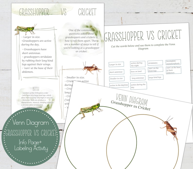 GRASSHOPPER Unit Study Life Cycle Anatomy Nature Study - Etsy