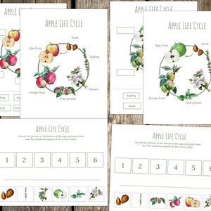 APPLE Unit Study Life Cycle Anatomy Nature Study Science - Etsy