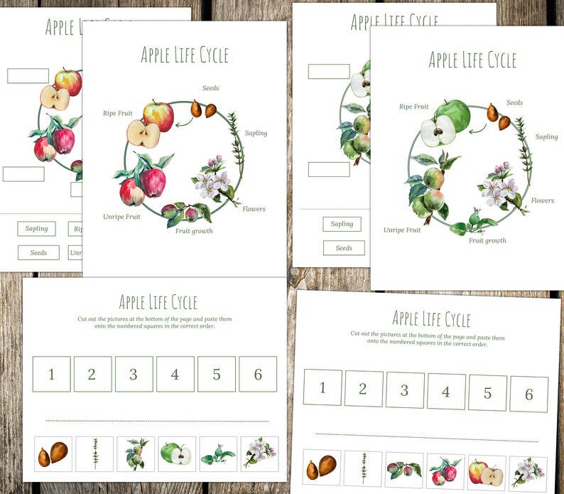 APPLE Unit Study Life Cycle Anatomy Nature Study Science - Etsy