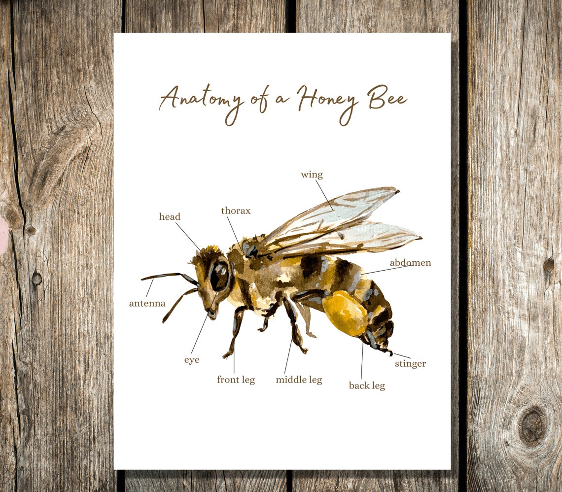 Bee Anatomy Poster and Labeling Activity Homeschool Instant - Etsy