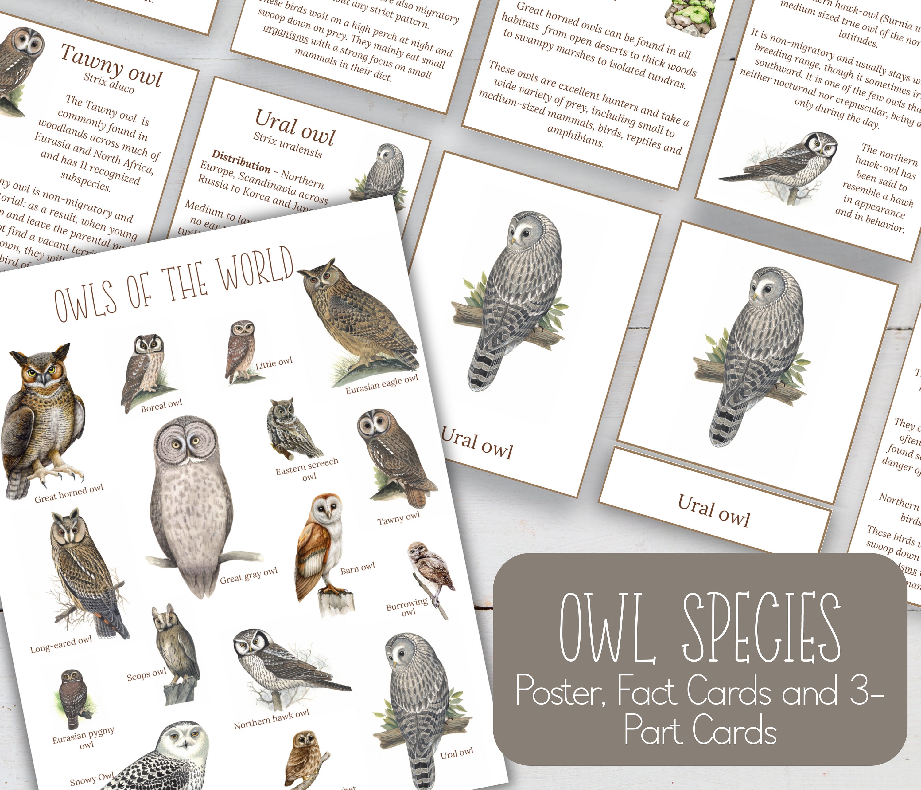 Owls Unit Study: Life Cycle, Anatomy, Homeschool Printable (INSTANT ...